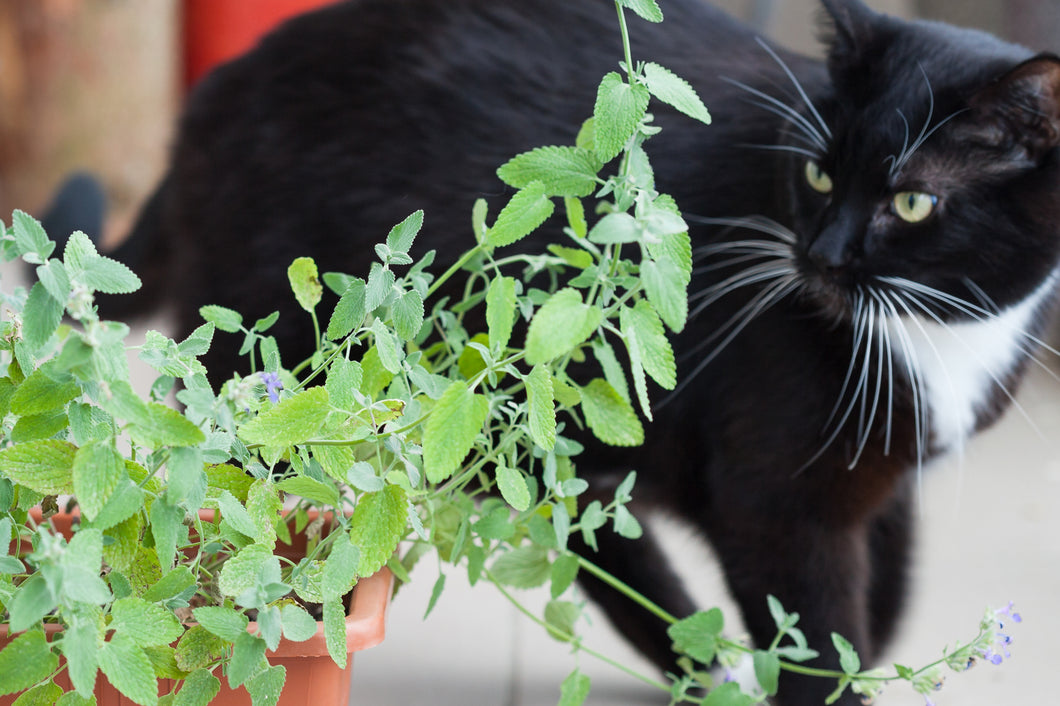 The Wonder of Catnip – Iron Will Raw Inc.