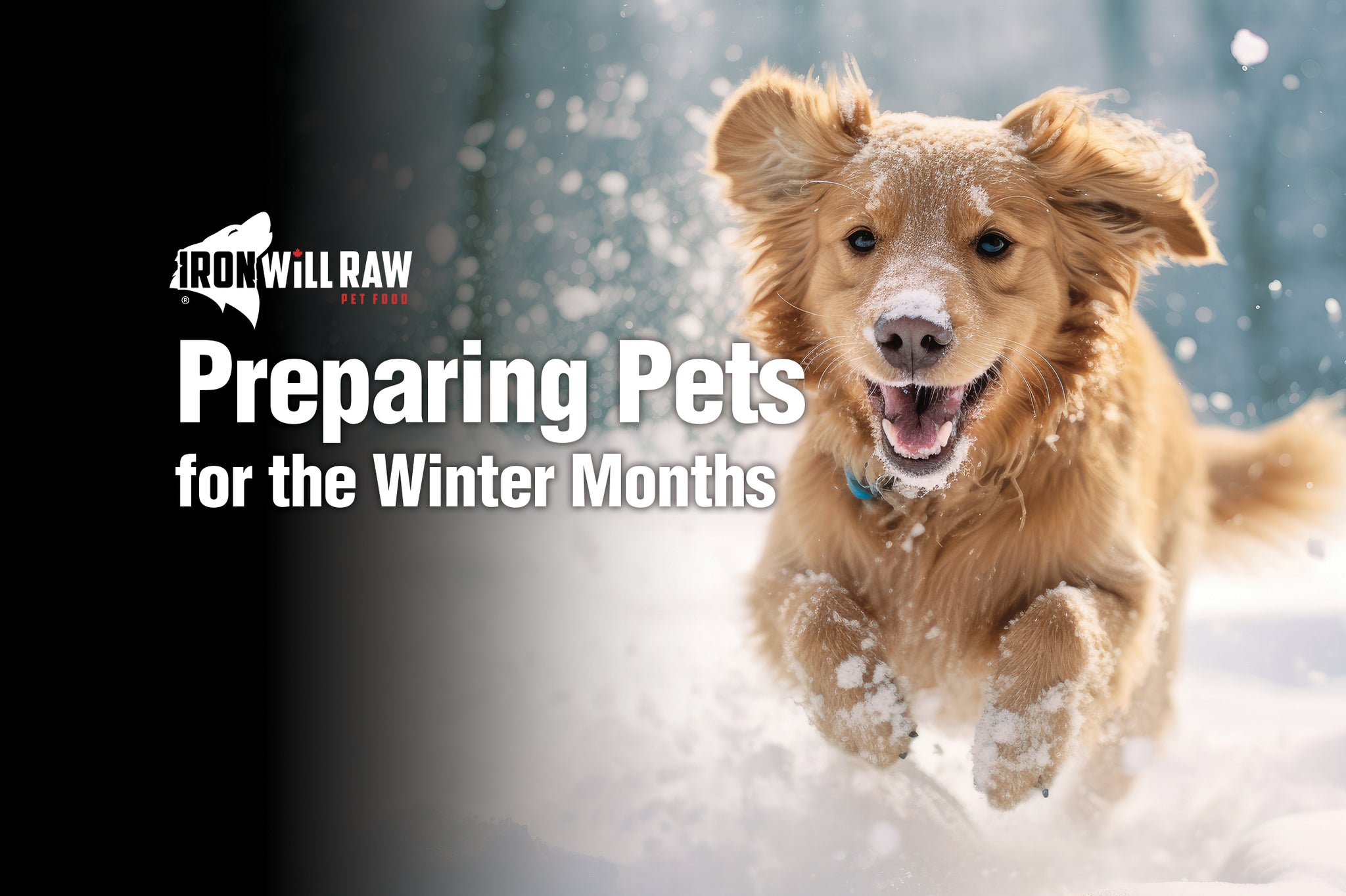 Preparing Your Pets for Winter Wellness - Iron Will Raw Inc.