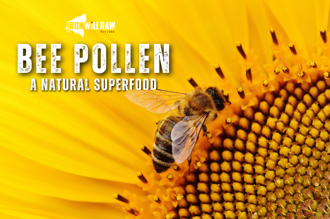 Bee Pollen: A Natural Superfood – Iron Will Raw Inc.